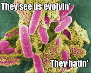 » bacteria evolution explore. more.